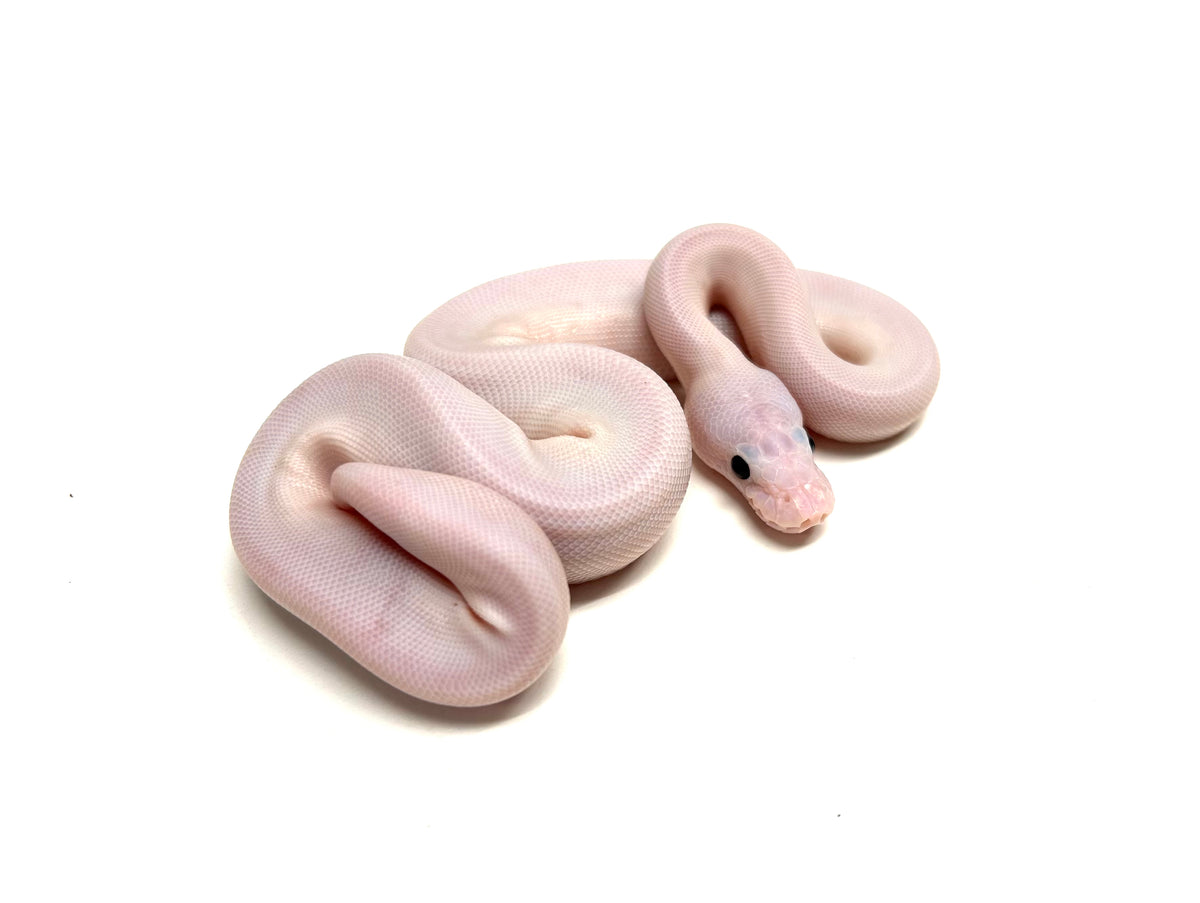 Baby Super Fire Pastel Ball Python – Scales and Tails of Ohio