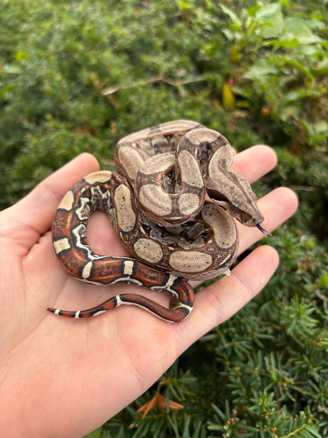 Baby het Hypo Columbian Red-Tailed Boa Constrictor – Scales and Tails ...