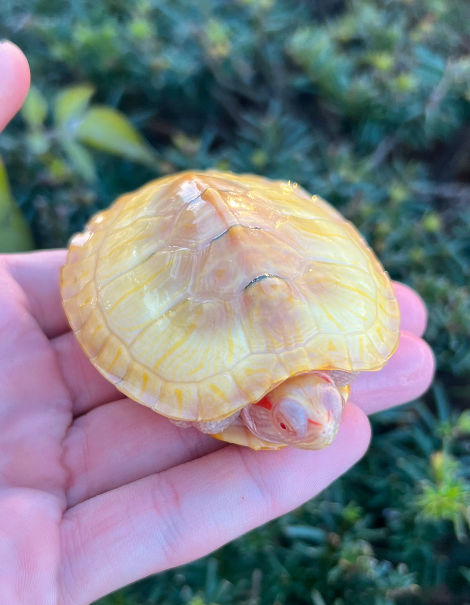 3”-4” Albino Red-Eared Slider – Scales and Tails of Ohio