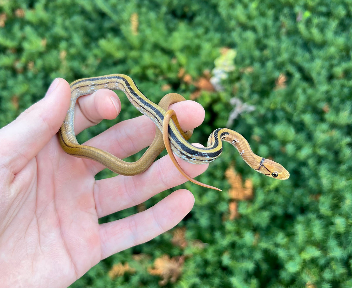 Baby Radiated Ratsnake – Scales and Tails of Ohio