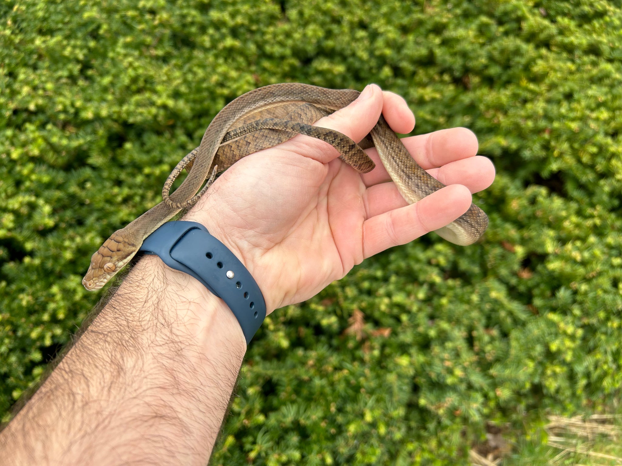 Juvenile Merauke Scrub Python (Female) – Scales and Tails of Ohio