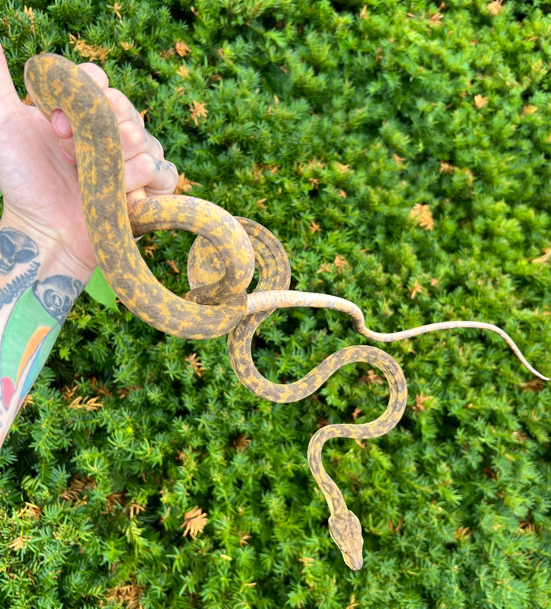 ‘Colored’ Amazon Tree Boa (Male 3) – Scales and Tails of Ohio