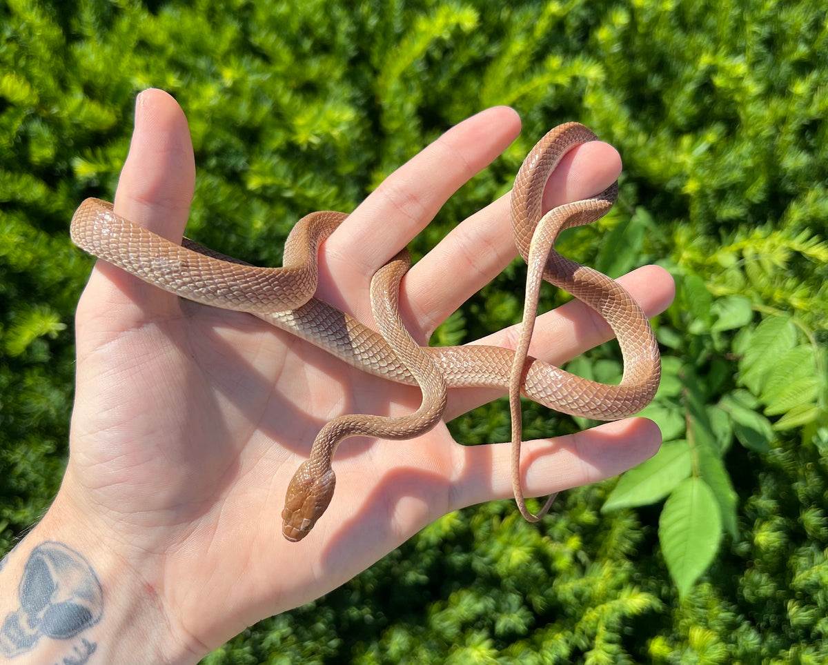 Sub-Adult Egyptian Cat Snake (Female) – Scales and Tails of Ohio