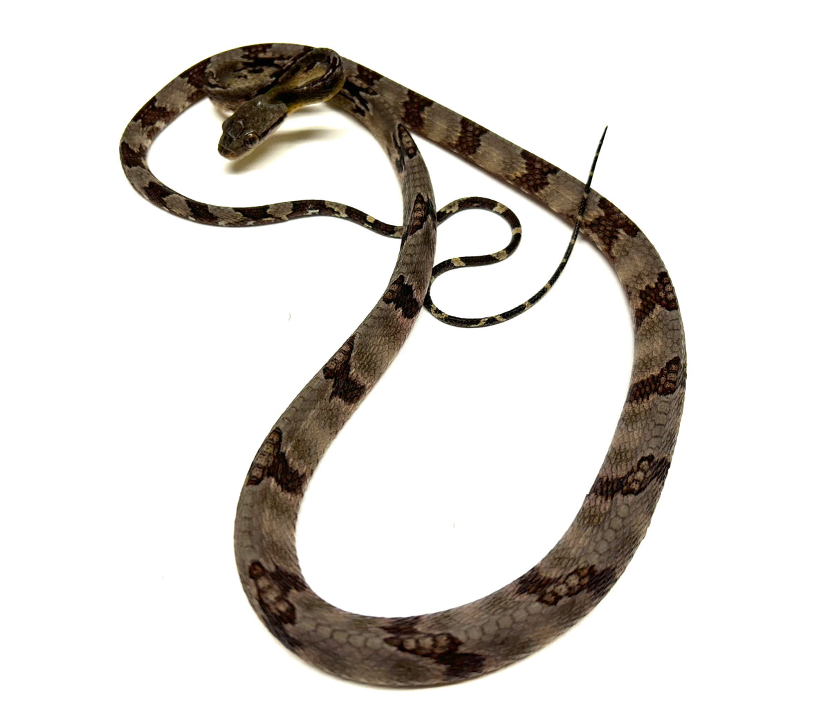 Juvenile Malaysian Dog-Toothed Cat Snake (Female 1) – Scales and Tails ...