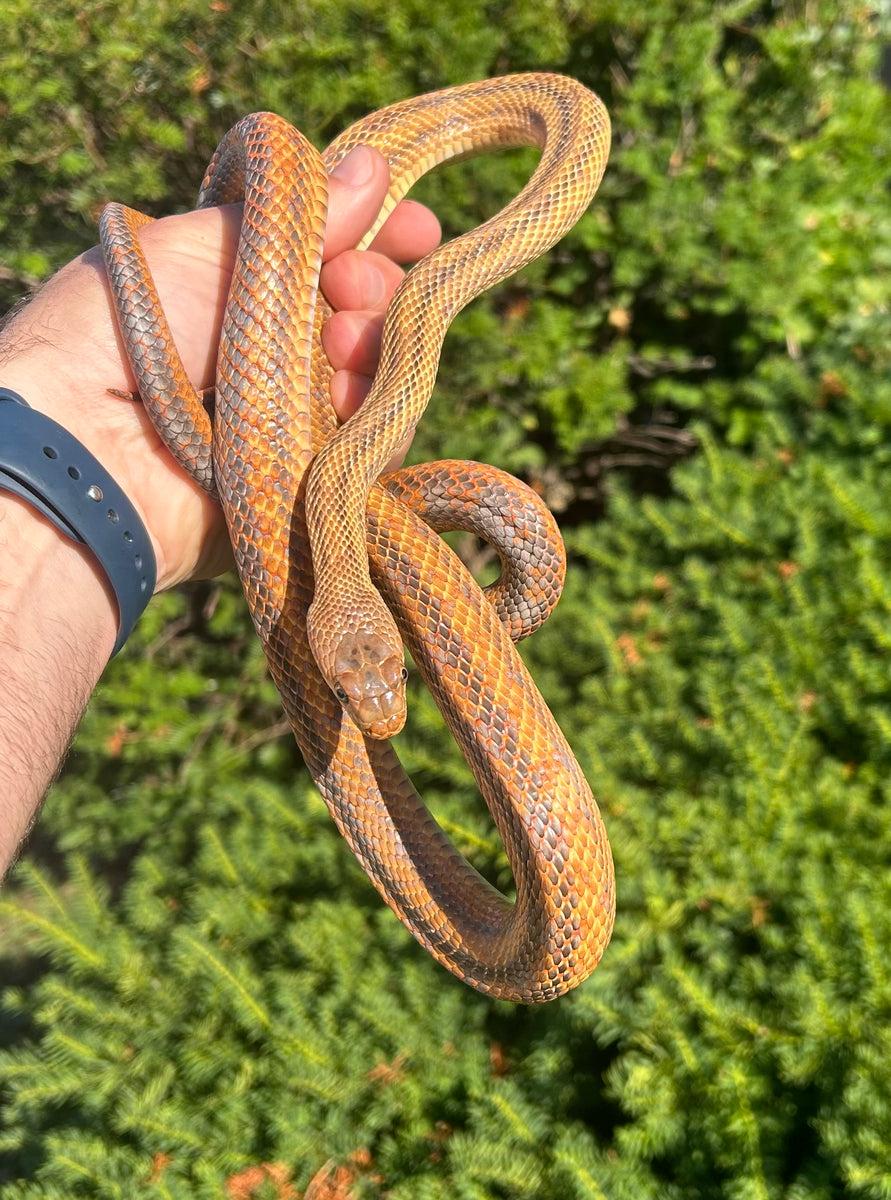 Adult ‘High-Orange’ Baird's Ratsnake (Male) – Scales and Tails of Ohio