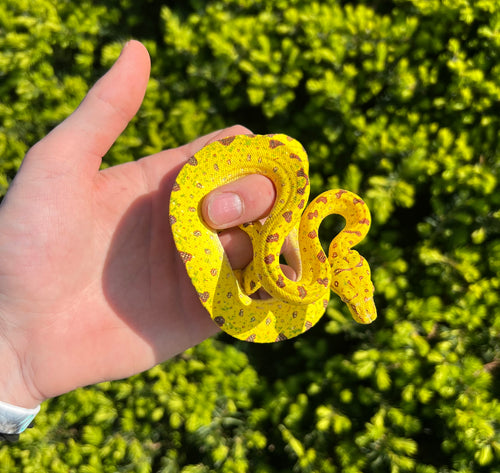 Green Tree Pythons – Scales and Tails of Ohio