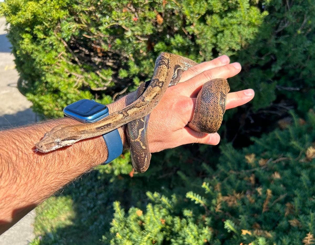 Sub-Adult Boa Constrictor het Blood/Type 2 Anery (Male) – Scales and ...