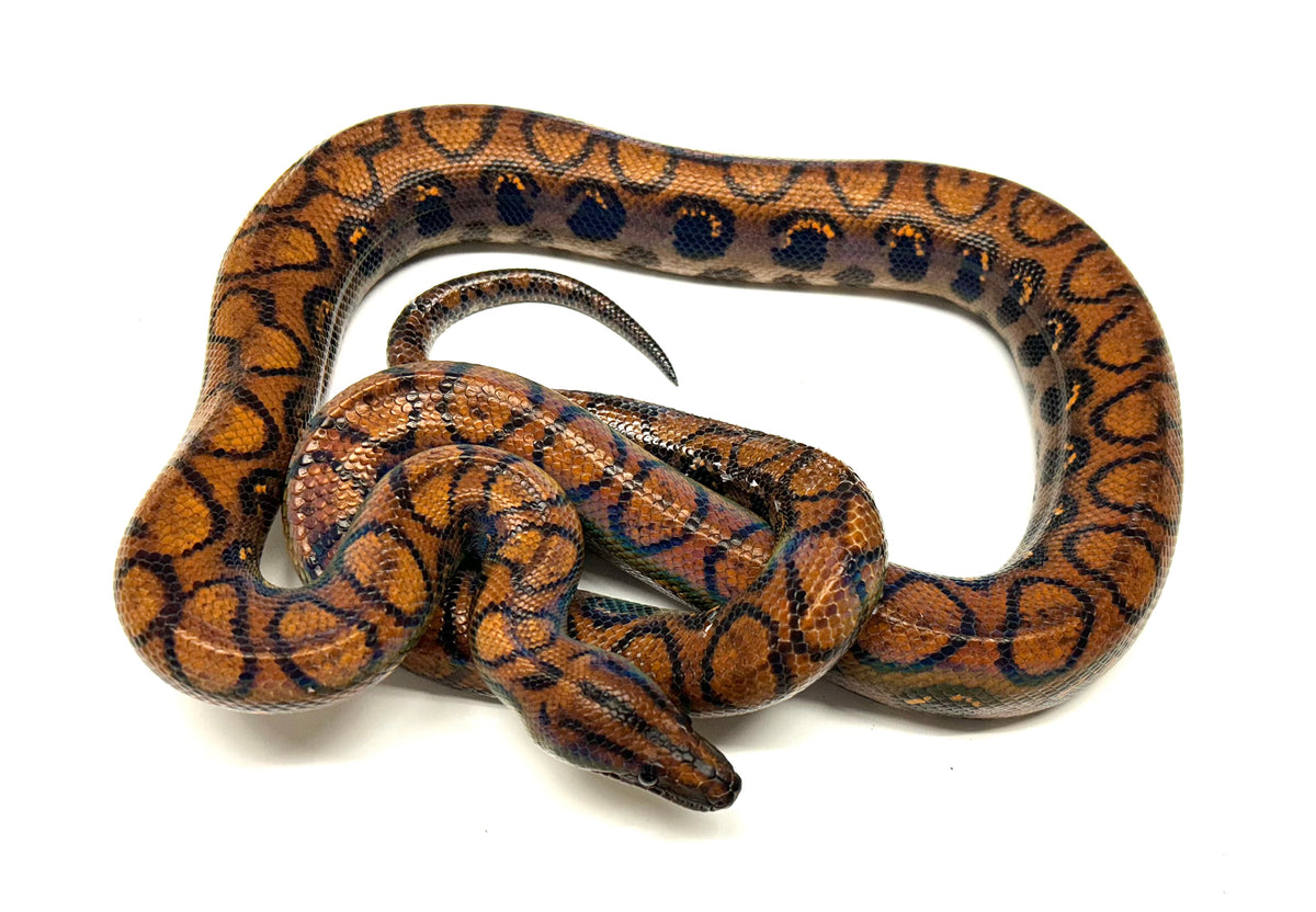 Adult Brazilian Rainbow Boa (Female 2) – Scales and Tails of Ohio