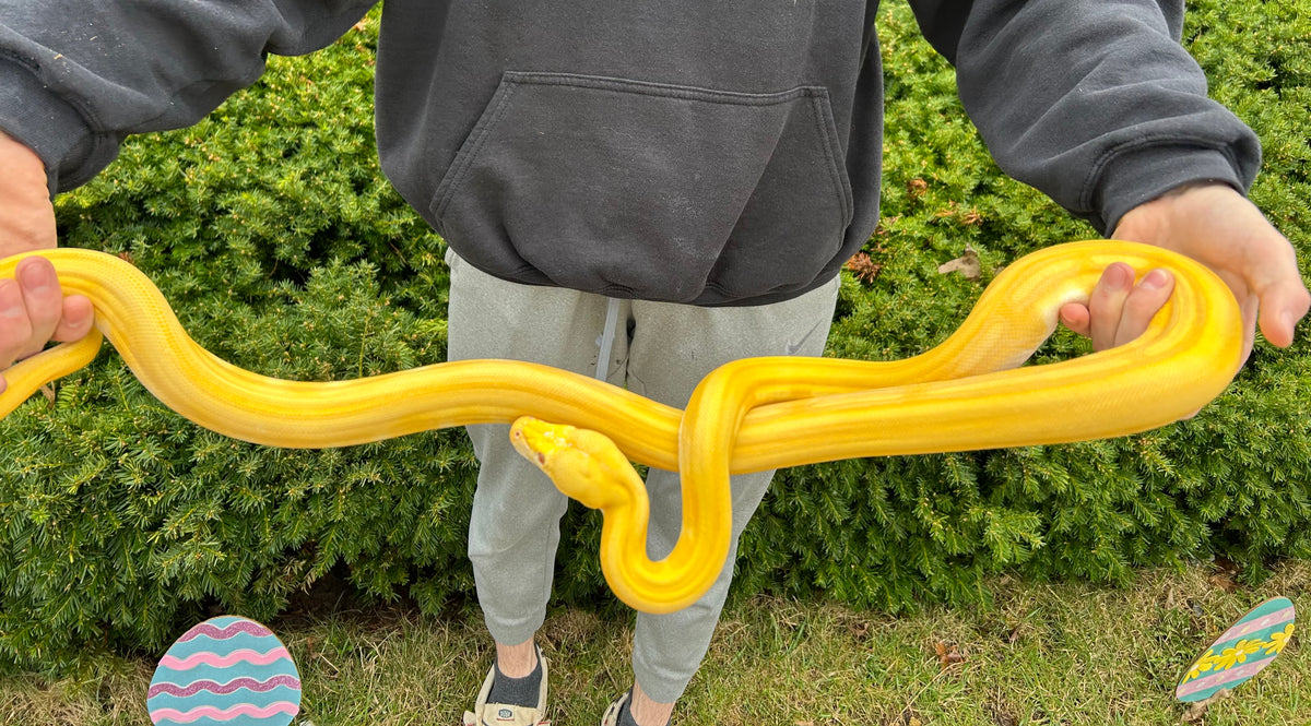 Juvenile Lavender Super Tiger Reticulated Python (Male) – Scales and ...