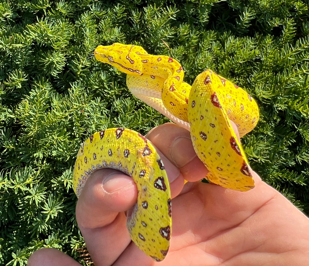 Green Tree Pythons – Scales and Tails of Ohio