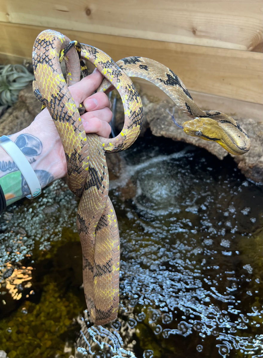 Adult Malaysian Dog-Toothed Cat Snake (Female 2) – Scales and Tails of Ohio