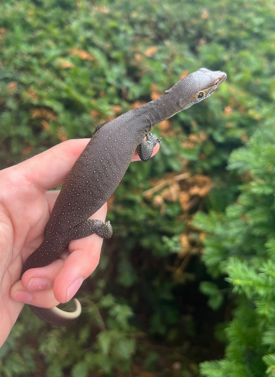 Baby Merten’s Water Monitor – Scales and Tails of Ohio