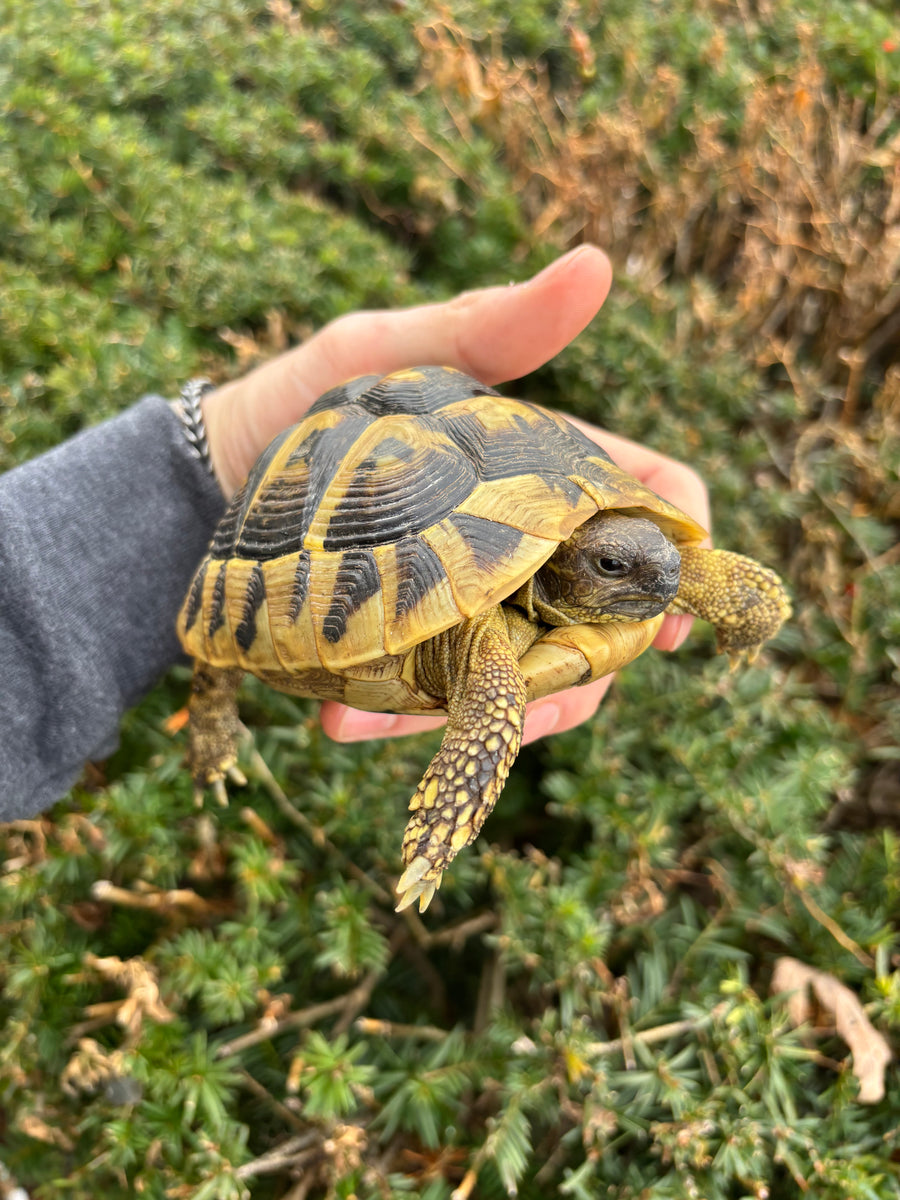 Adult Hermann’s Tortoise – Scales and Tails of Ohio