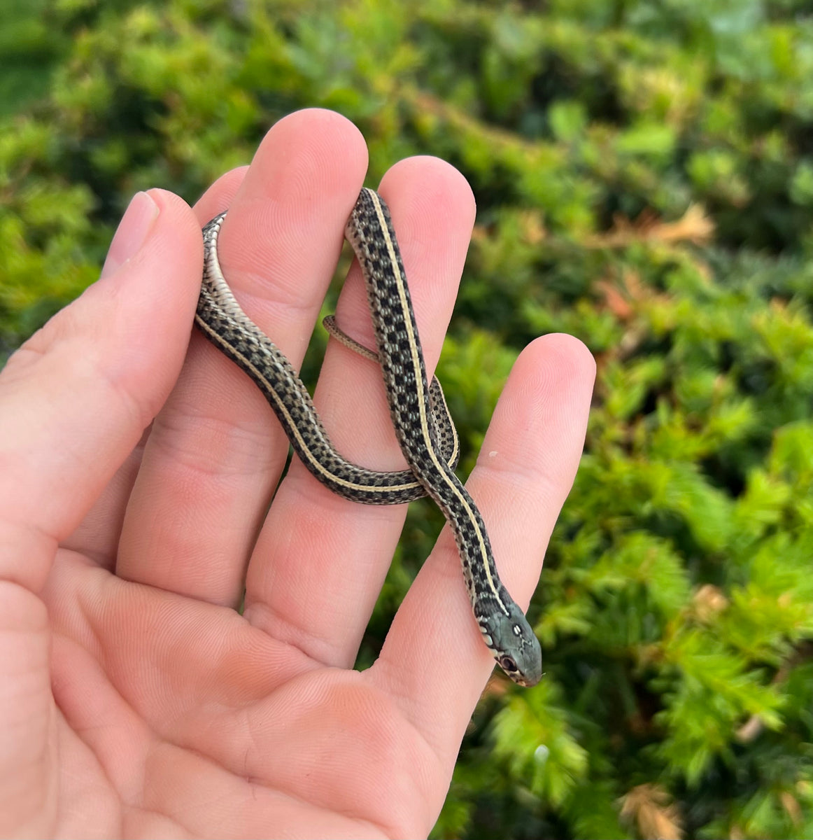Baby Florida Blue Garter Snake – Scales and Tails of Ohio