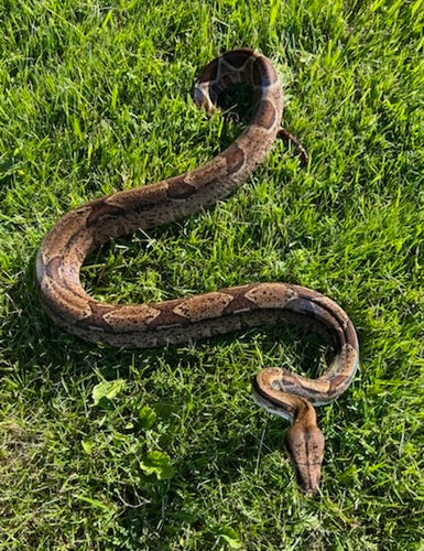 Boas – Scales and Tails of Ohio