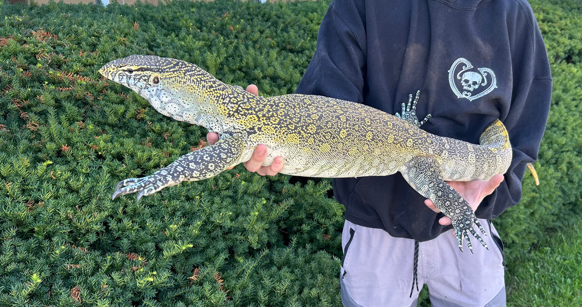 Adult Nile Monitor (Male) – Scales and Tails of Ohio