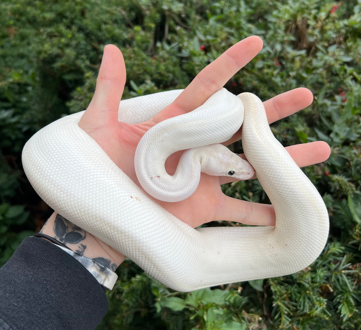 Adult Blue-Eyed Leucistic Ball Python (Male) – Scales and Tails of Ohio