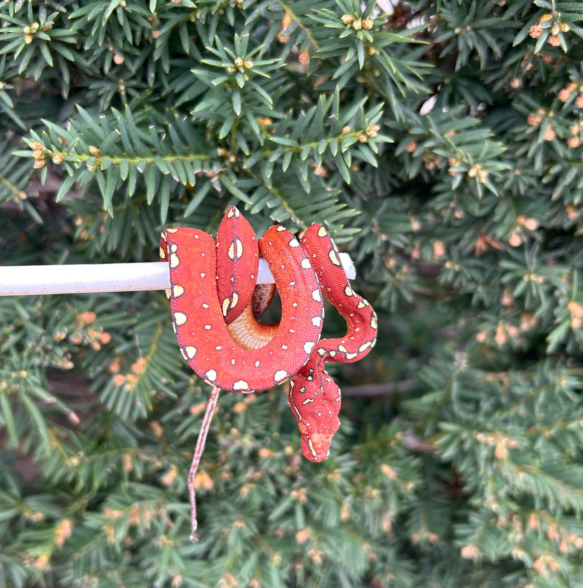 Baby Red/Maroon Biak Green Tree Python (2) – Scales and Tails of Ohio