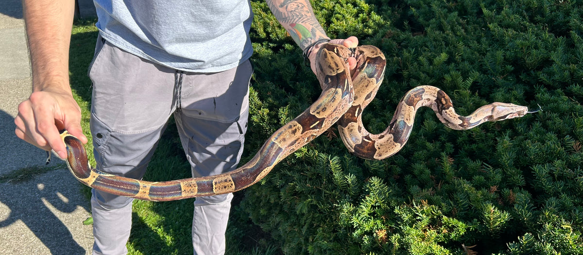 Sub-Adult Guyana Boa (Female) – Scales and Tails of Ohio
