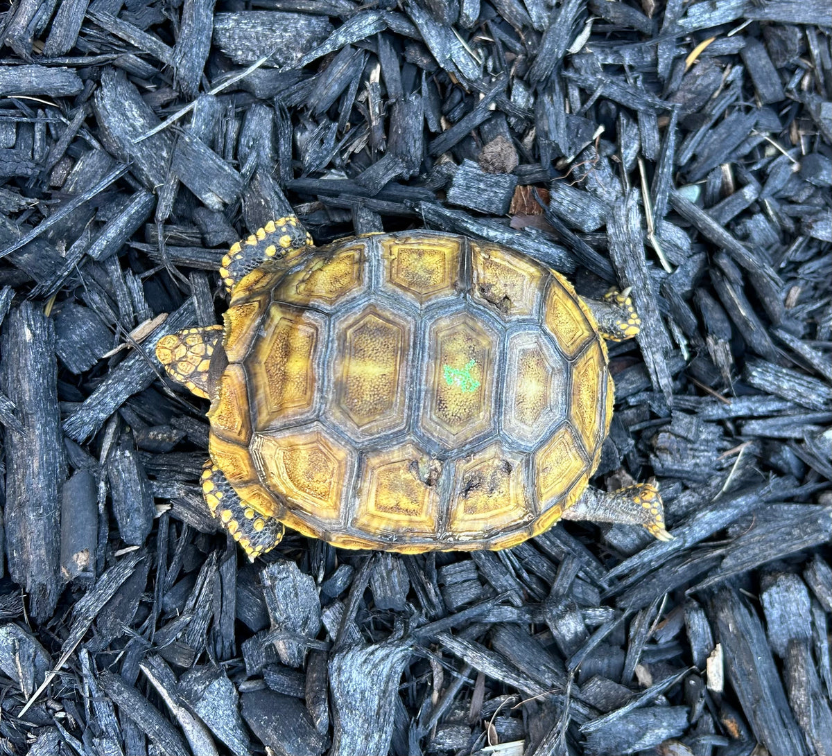 5” Yellow-Foot Tortoise (2) – Scales and Tails of Ohio