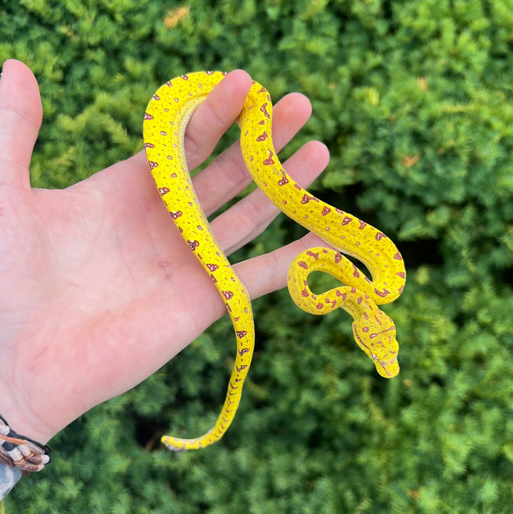 Green Tree Pythons – Page 2 – Scales and Tails of Ohio