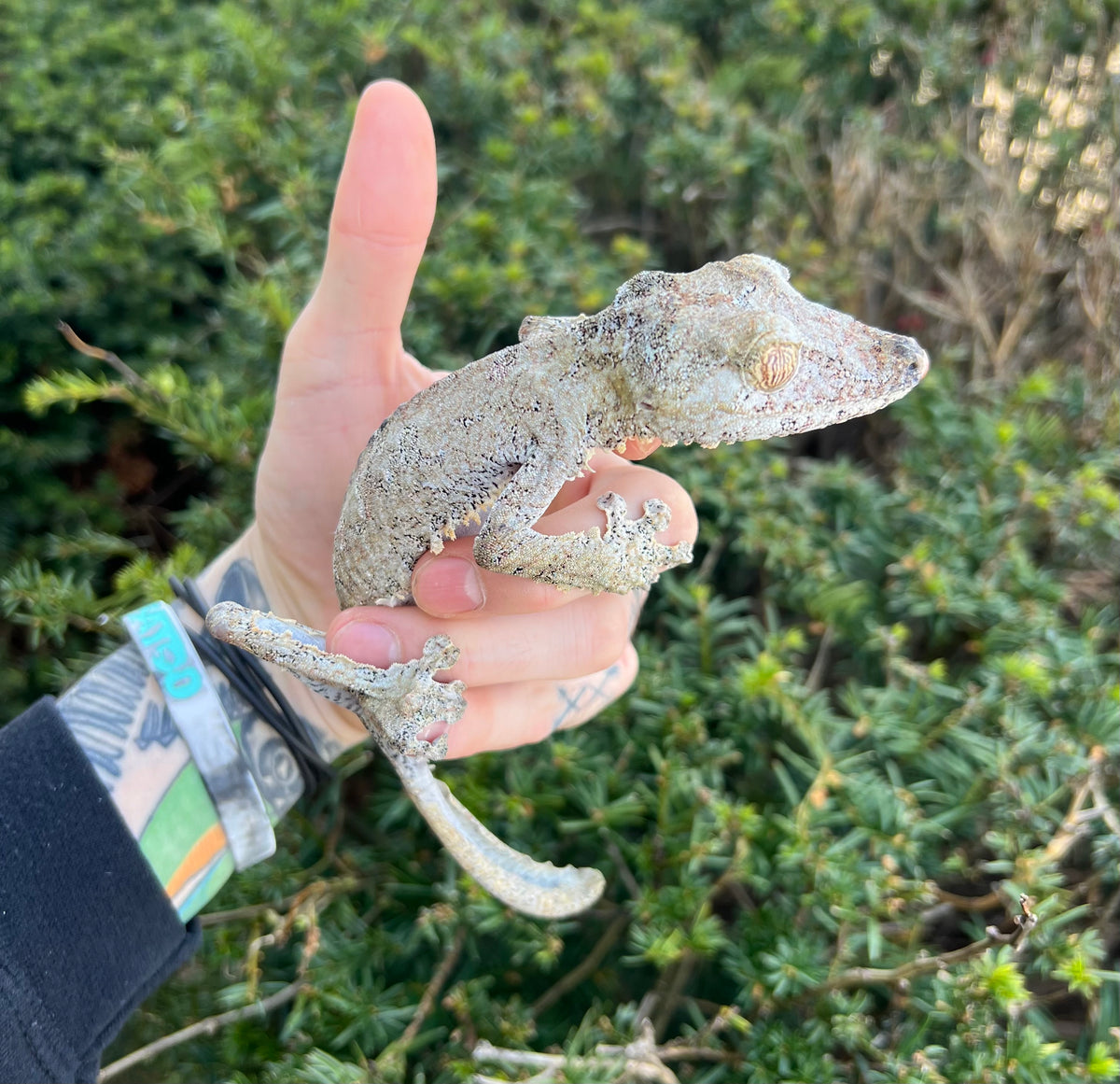 Adult Giant Leaf-tailed Gecko (Female 2) – Scales and Tails of Ohio