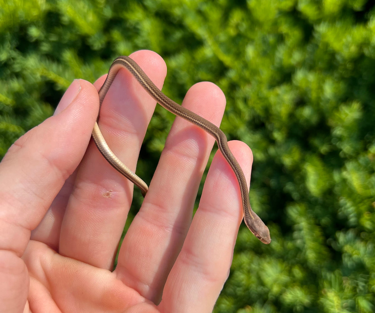 Baby Ribbon Snake – Scales and Tails of Ohio