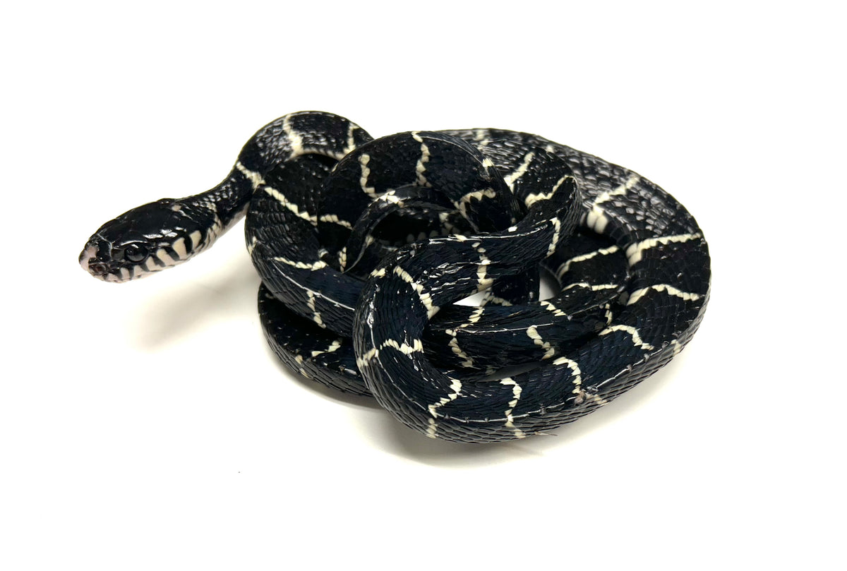 Adult Indonesian Axanthic Mangrove Snake (Female) – Scales and Tails of ...