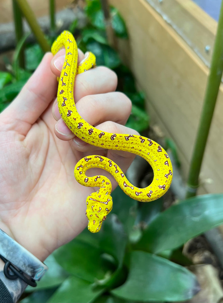 Baby Biak Green Tree Python (1) – Scales and Tails of Ohio