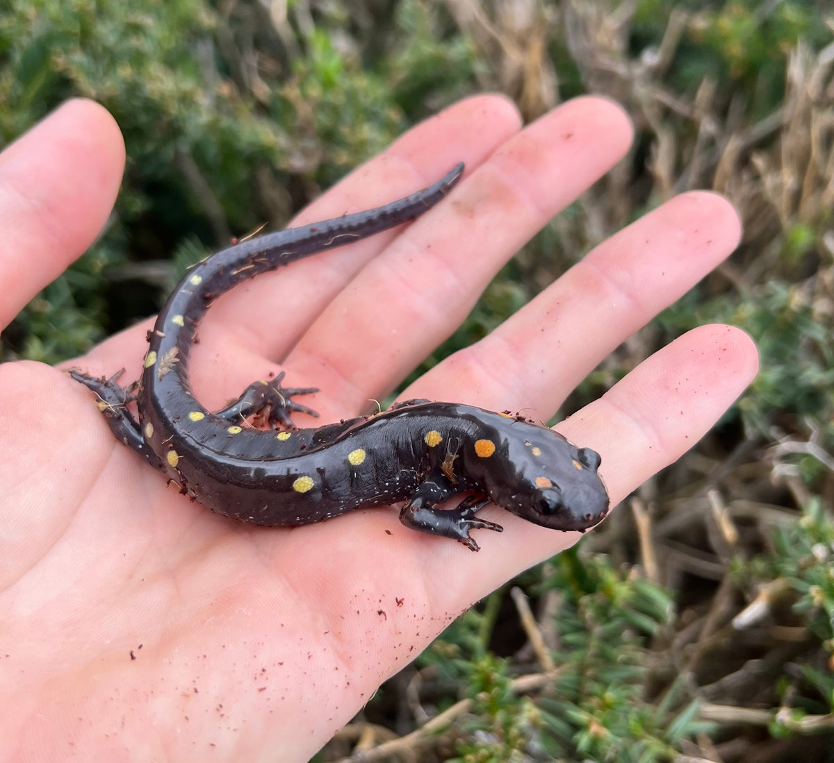 Adult Spotted Salamander – Scales and Tails of Ohio