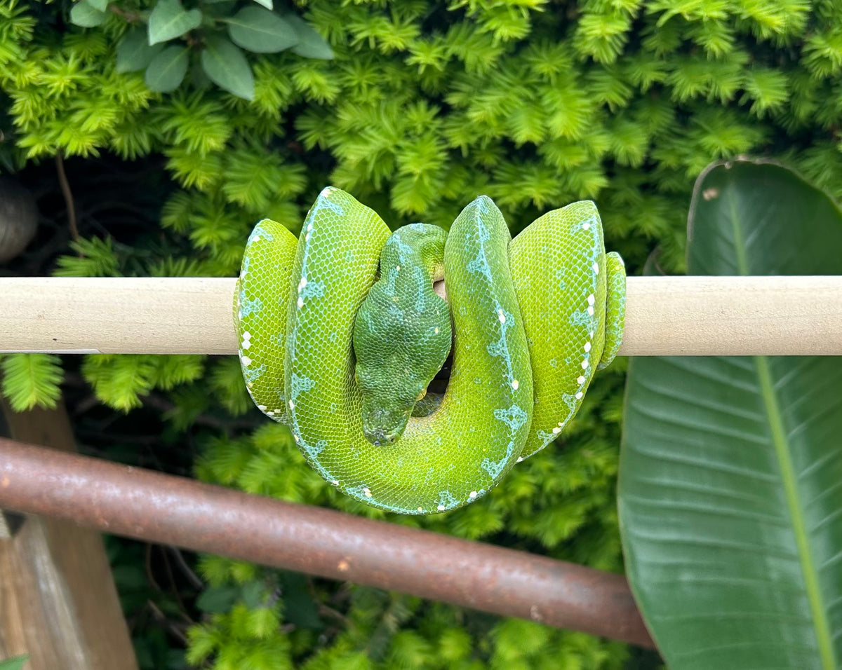 Adult Sorong Green Tree Python (Male 1) – Scales and Tails of Ohio