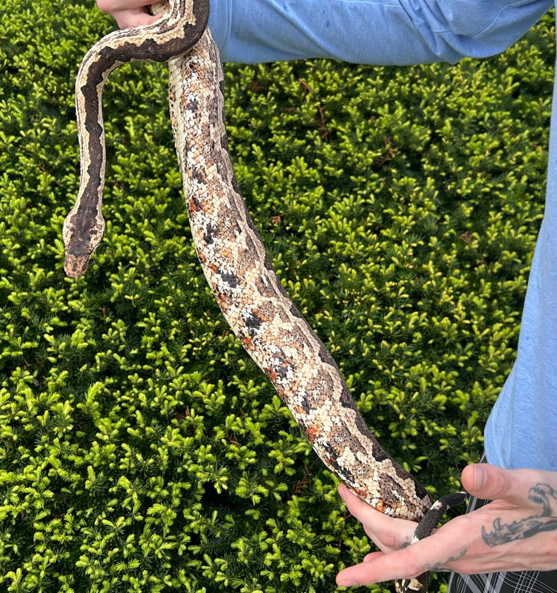 Adult Solomon Island Ground Boa (Poss. Gravid Female 1) – Scales and ...