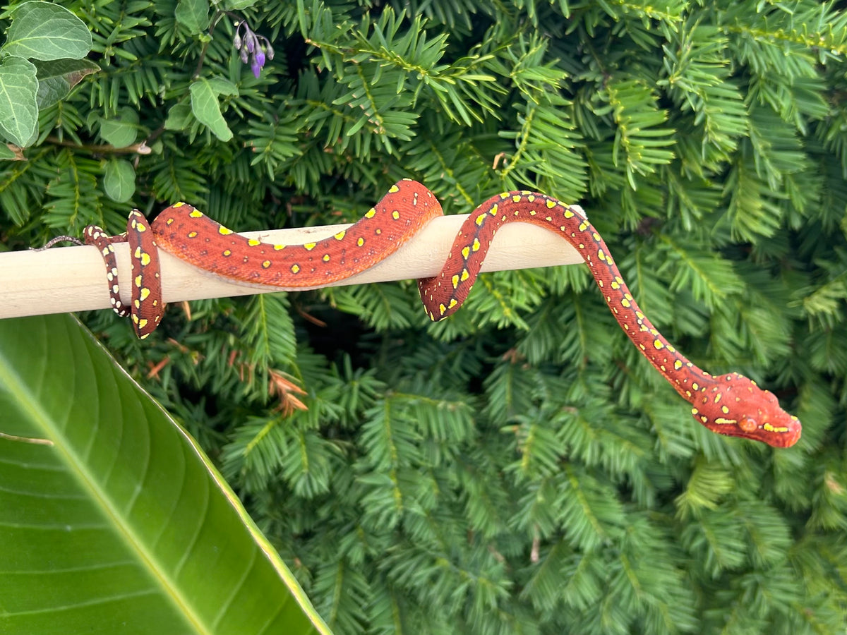 Baby Maroon Biak Green Tree Python – Scales and Tails of Ohio