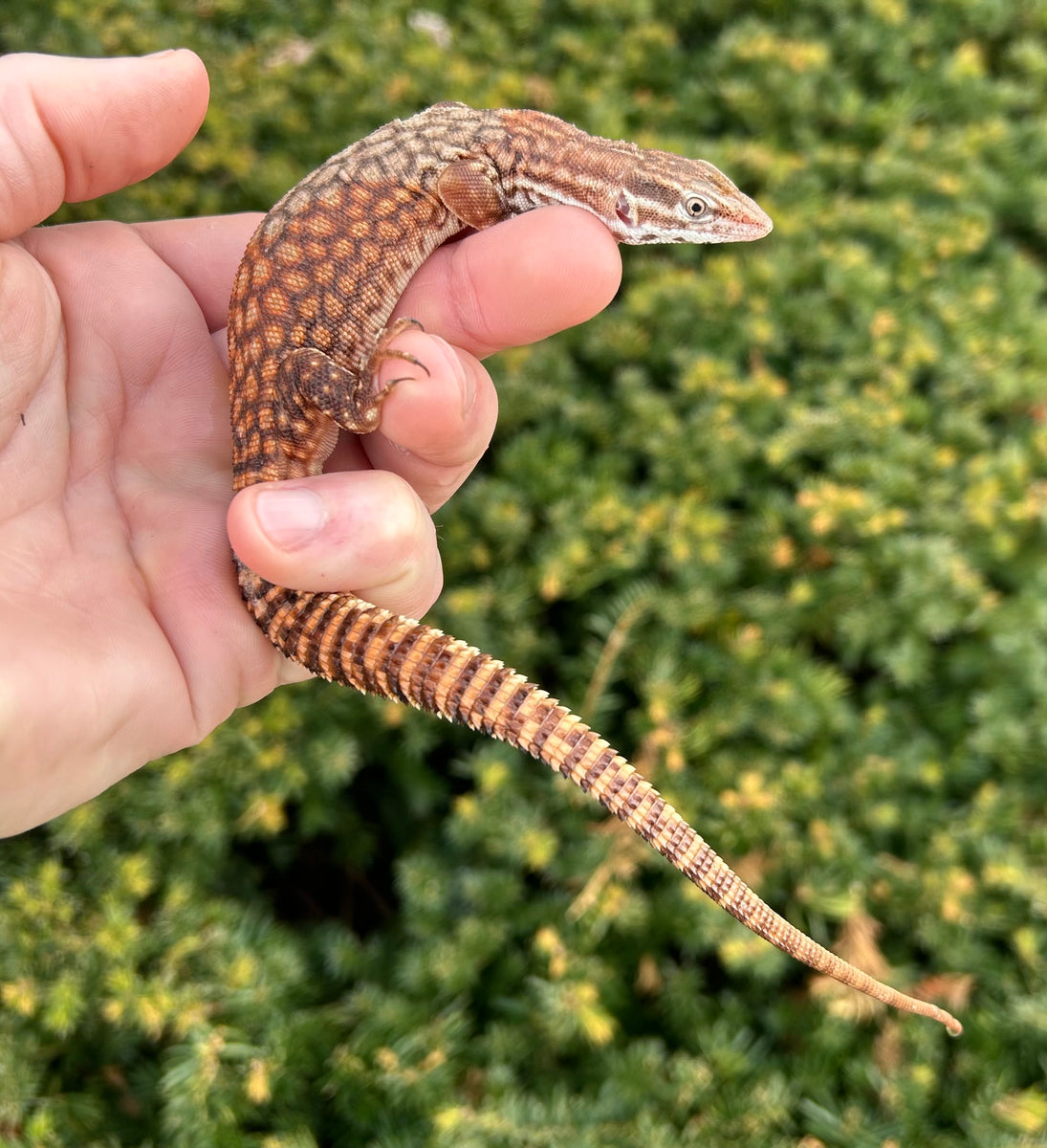 Sub-Adult Red Ackie Monitor (Probable Female) – Scales and Tails of Ohio