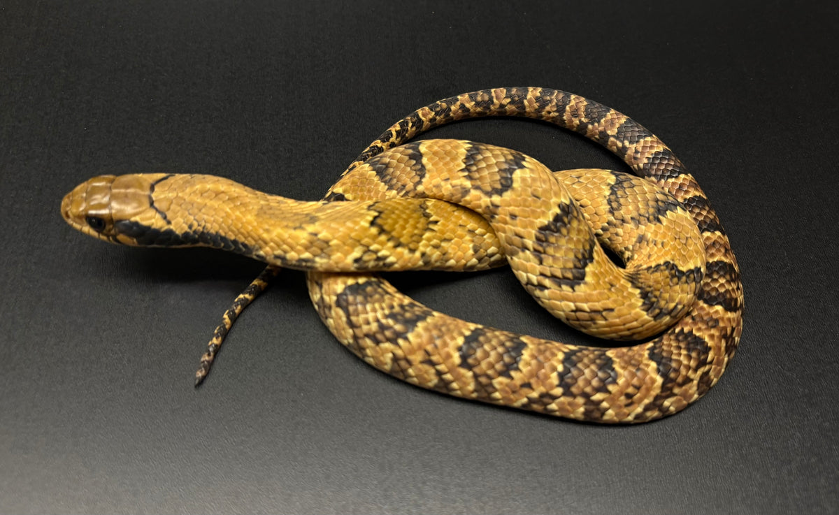 Juvenile False Water Cobra (Male) – Scales and Tails of Ohio