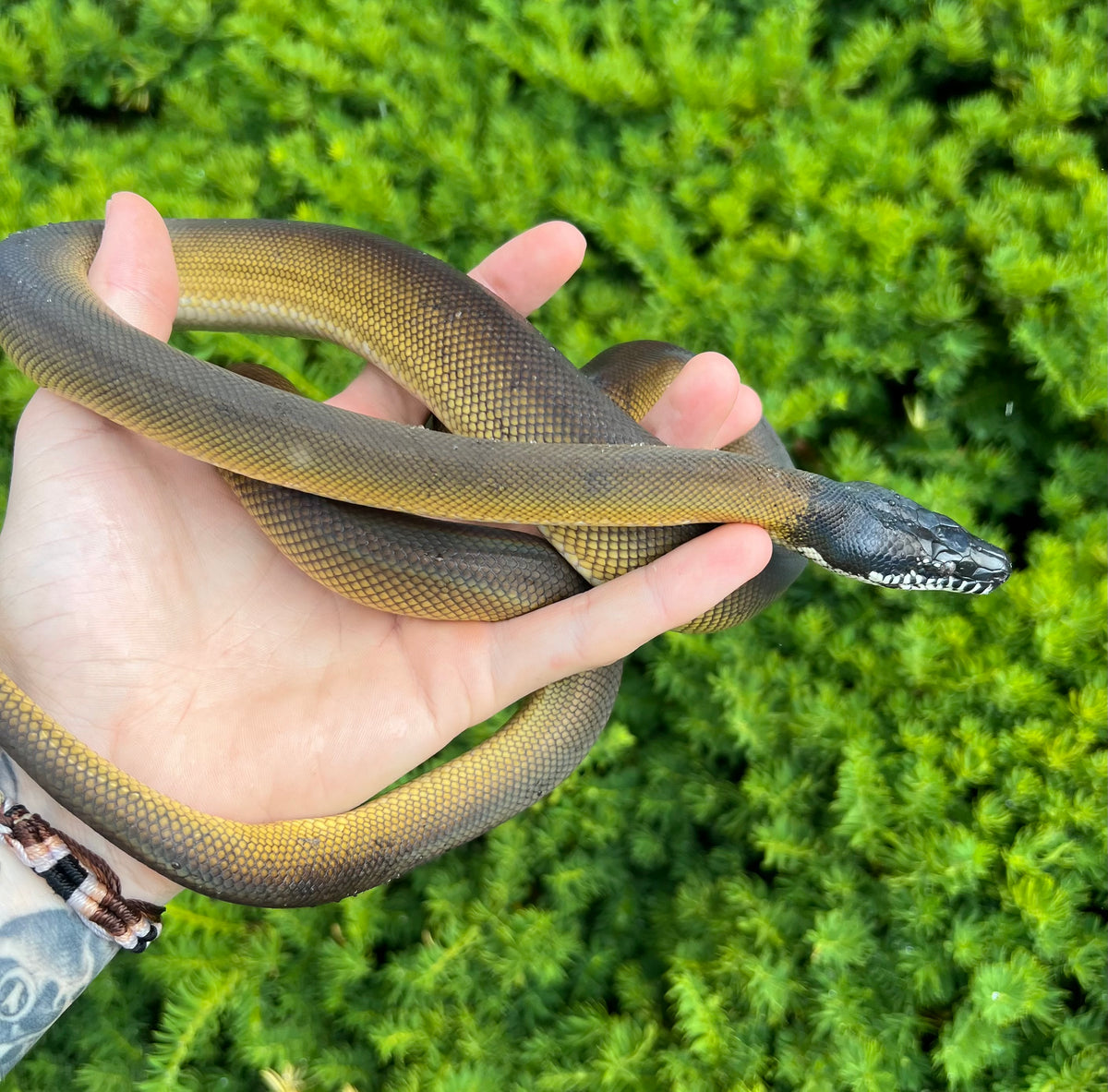 Sub-Adult Northern White-Lipped Python (Male 1) – Scales and Tails of Ohio