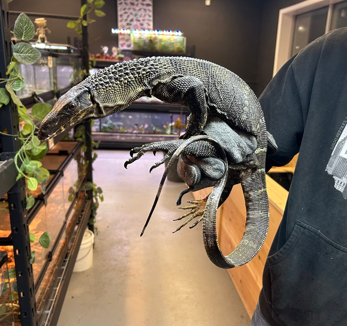 Adult Black Roughneck Monitor (1) – Scales and Tails of Ohio