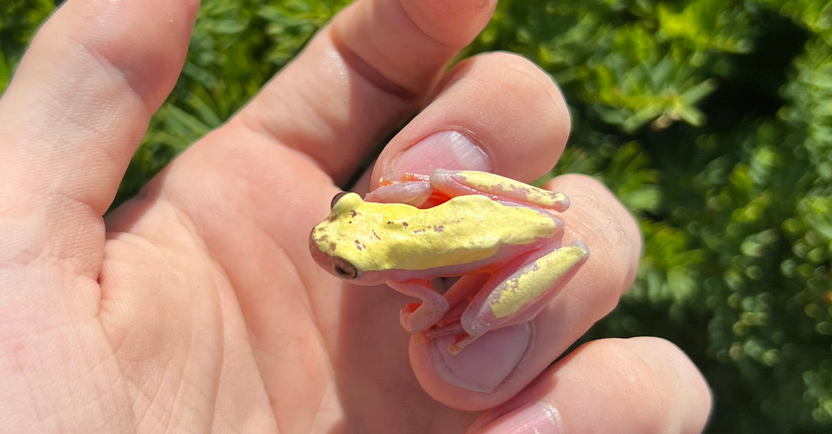 Patternless Triangle Tree Frog – Scales and Tails of Ohio