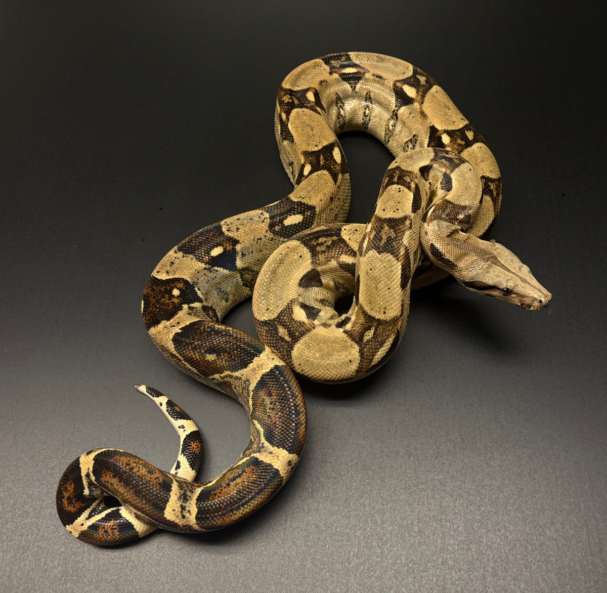 Sub-Adult Boa Constrictor (Male) – Scales and Tails of Ohio