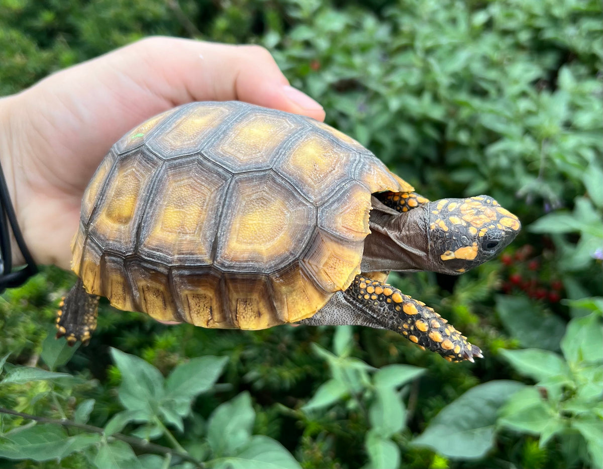 4” Yellow-Foot Tortoise (1) – Scales and Tails of Ohio
