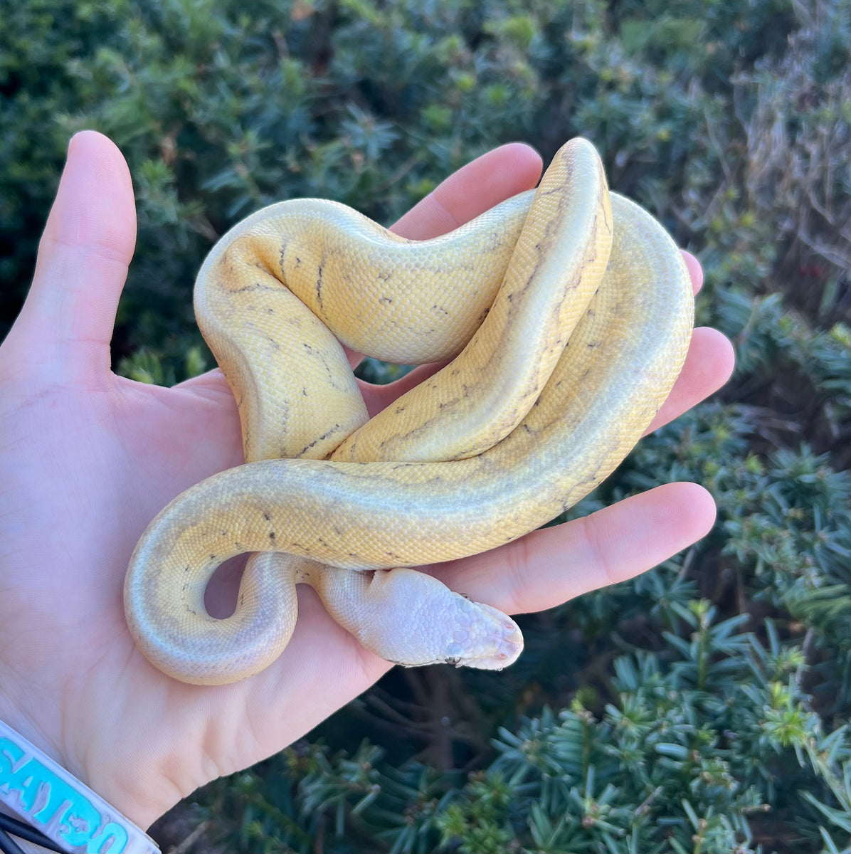 Juvenile Superblast Ghost Python (Female) – Scales and Tails of Ohio