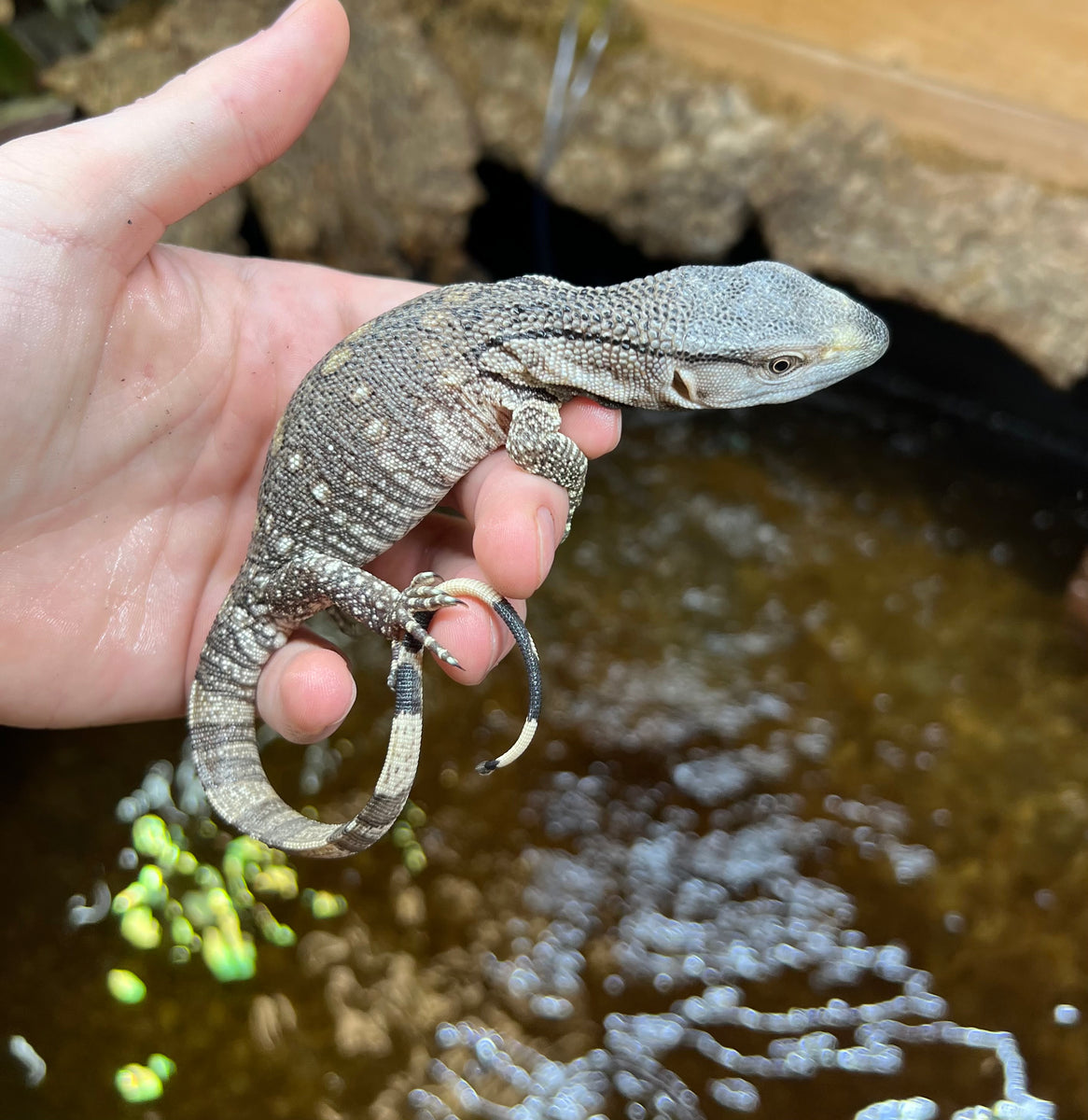 Baby Black Throat Monitor (2) – Scales and Tails of Ohio