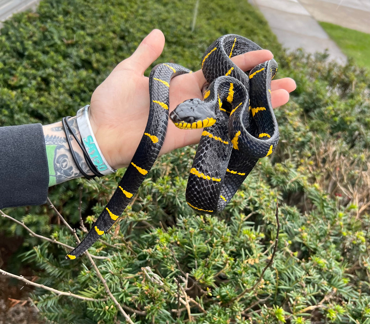Juvenile Malaysian Mangrove Snake (Imperfect Female) – Scales and Tails ...