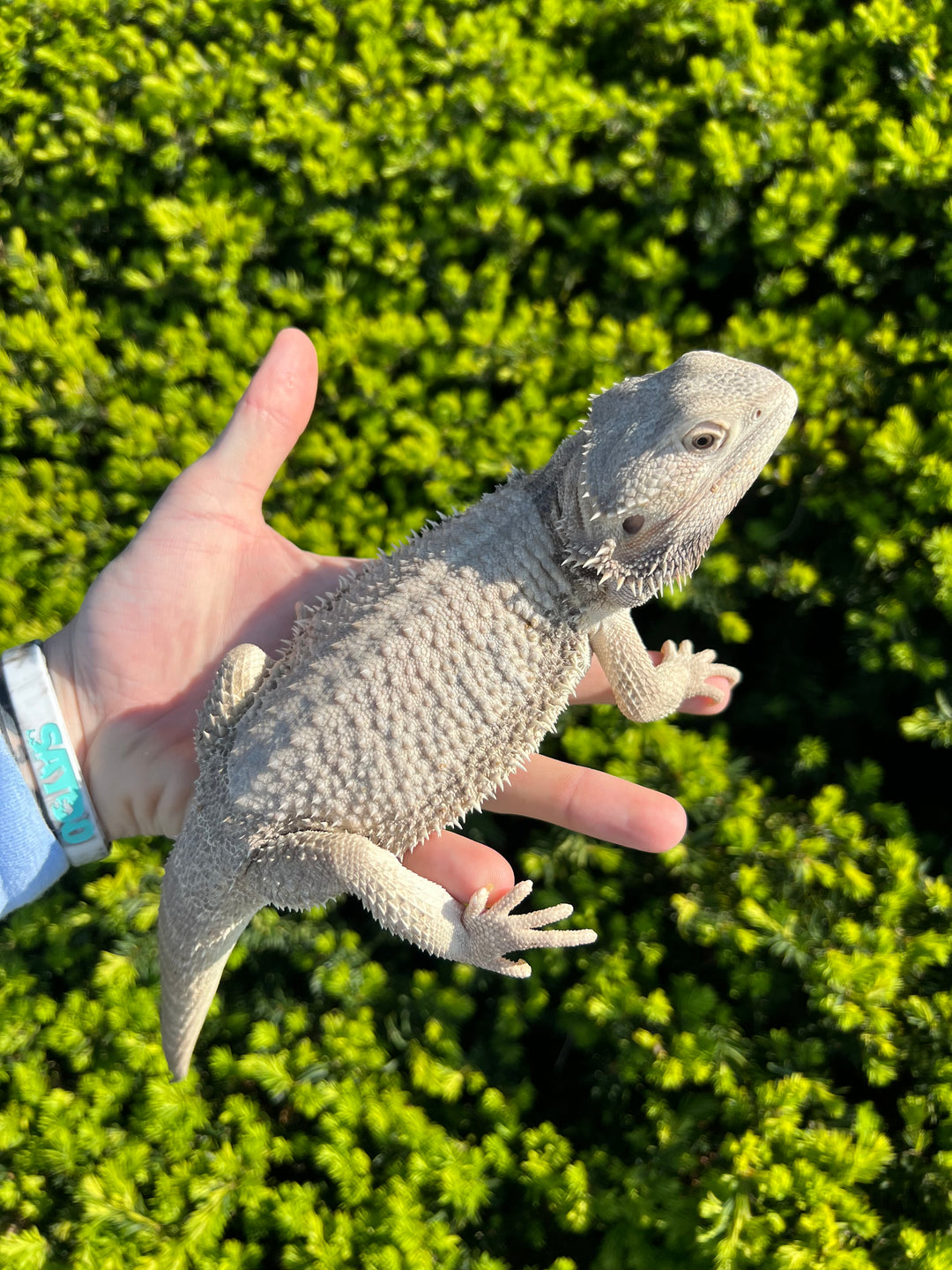 Bearded Dragons – Scales and Tails of Ohio