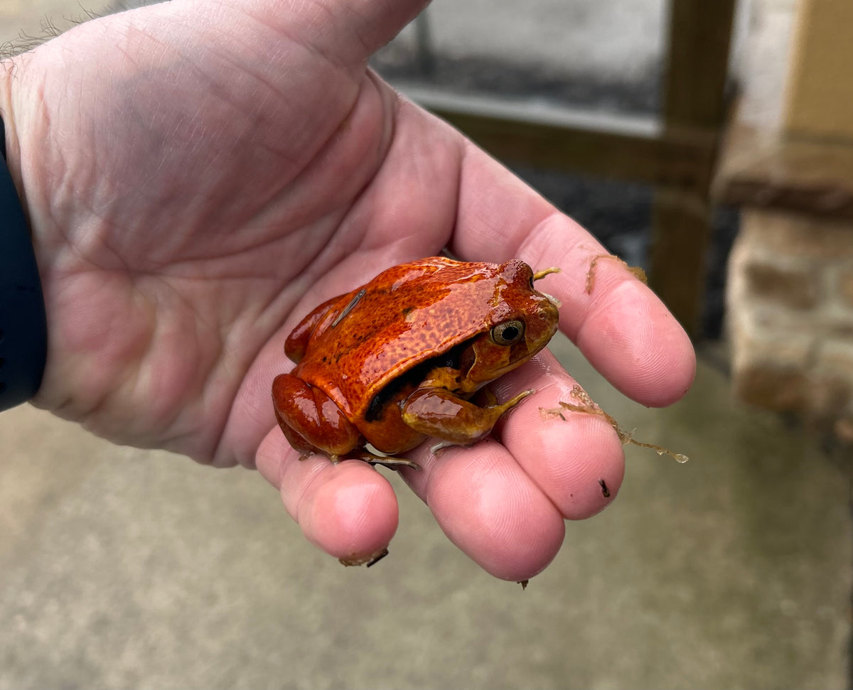 Sub-Adult Tomato Frog – Scales and Tails of Ohio