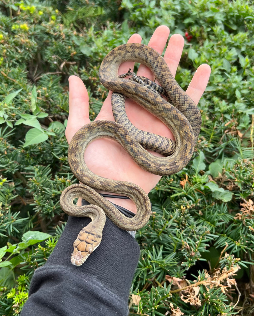 Small Merauke Scrub Python (Female 1) – Scales and Tails of Ohio