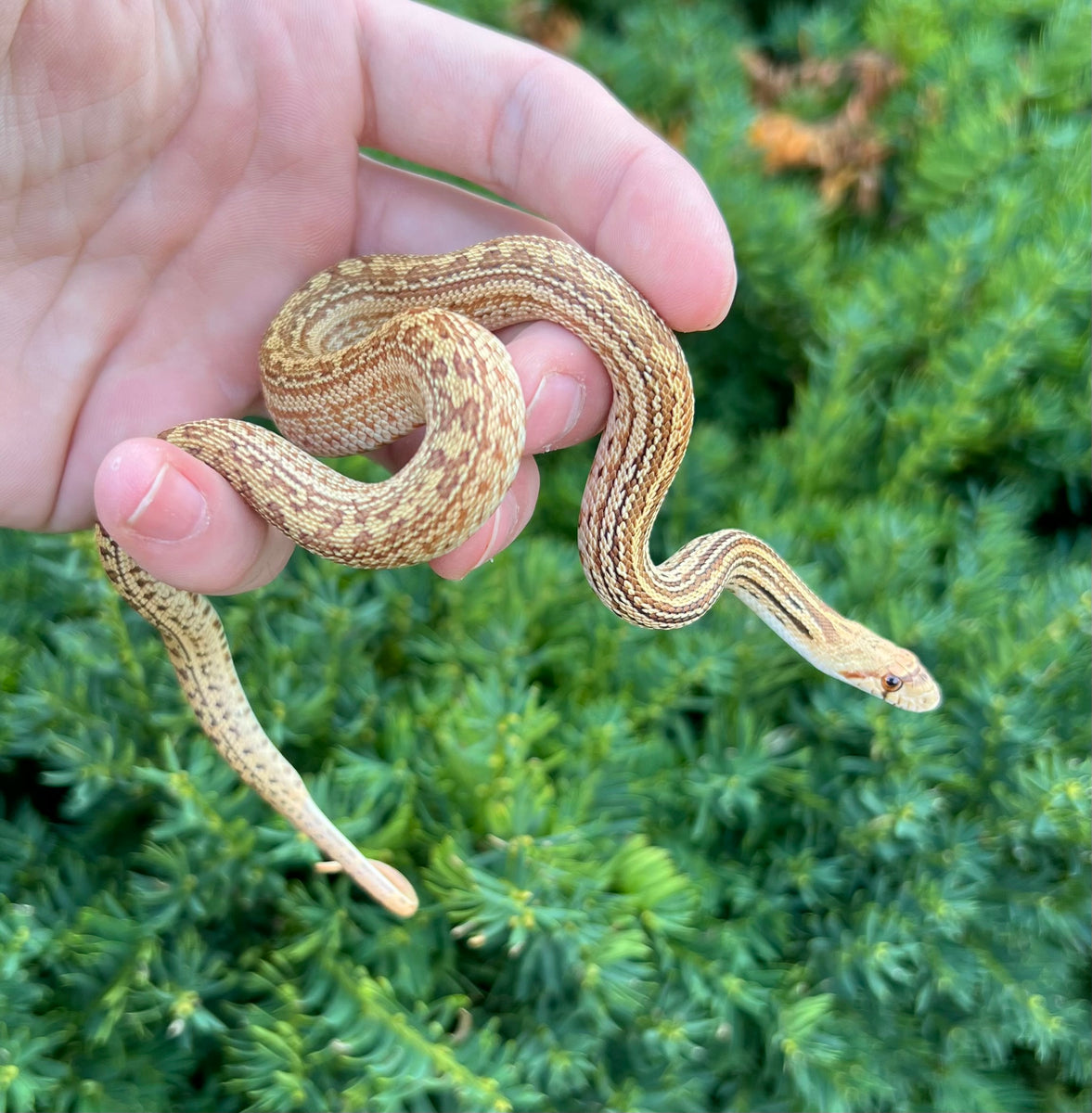 Baby Aberrant Striped San Diego Gopher Snake (Male) – Scales and Tails ...