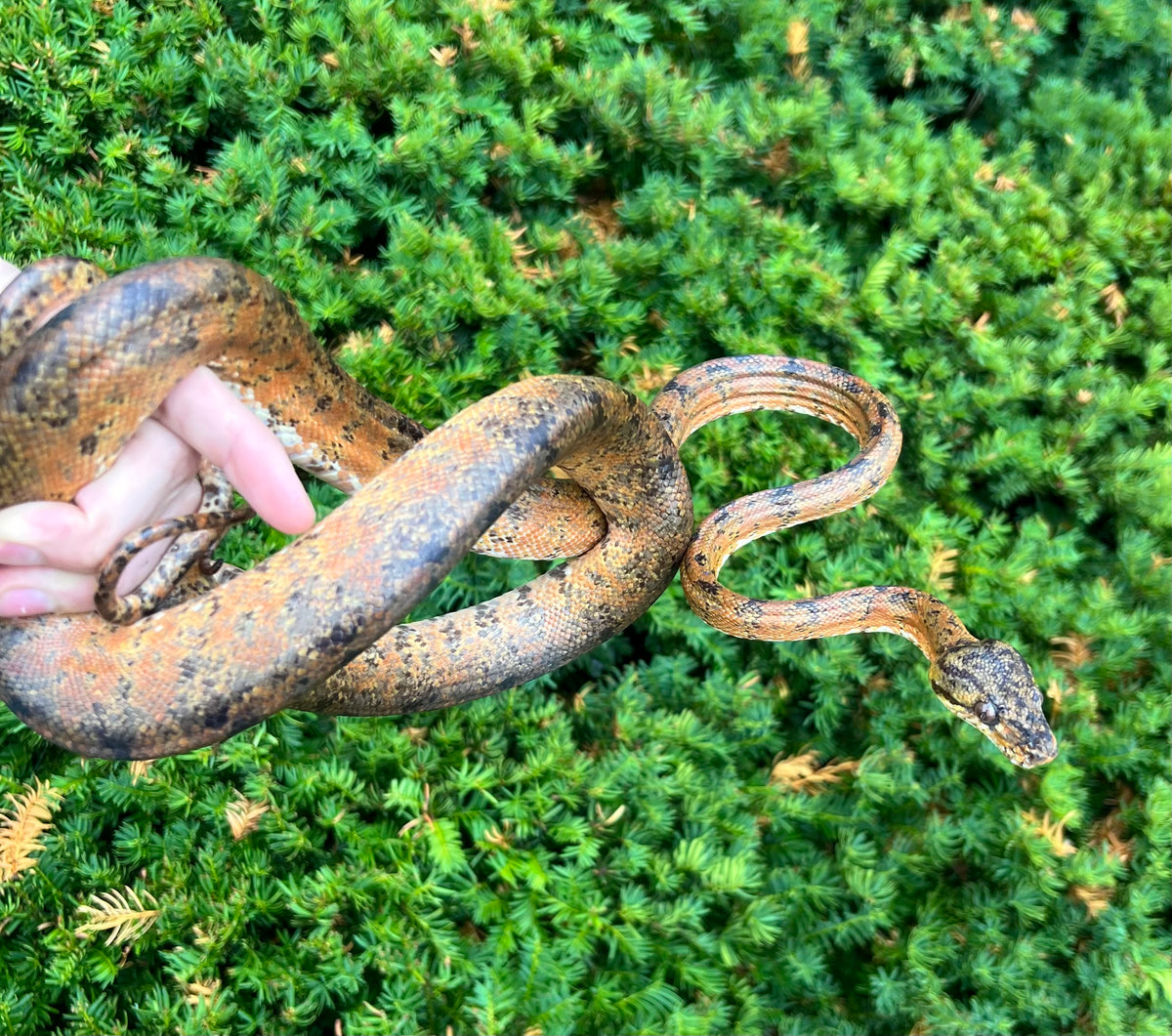 ‘Colored’ Amazon Tree Boa (Male 1) – Scales and Tails of Ohio