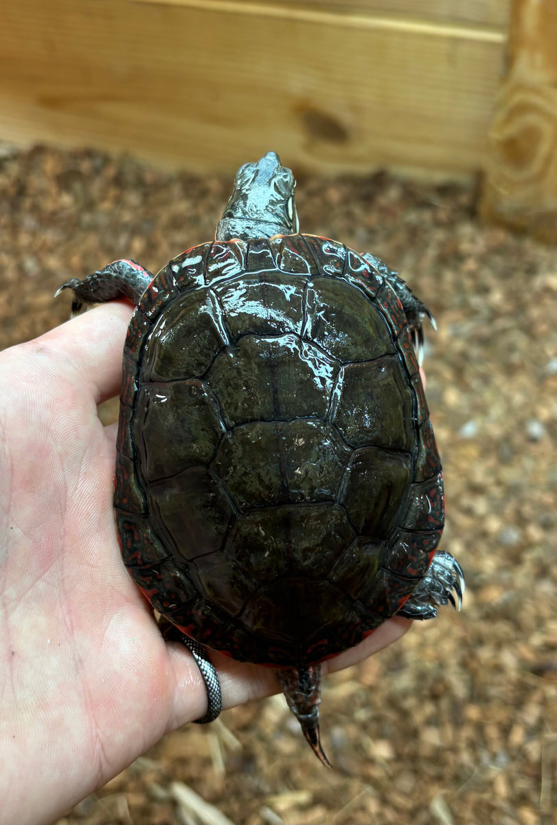 4” Eastern Painted Turtle – Scales and Tails of Ohio