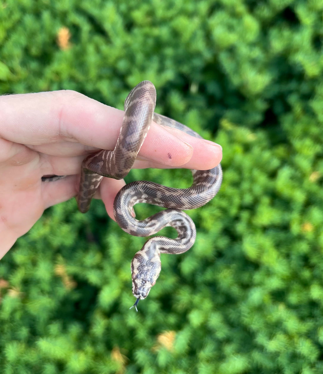 Baby Irian Jaya het Granite Carpet Python – Scales and Tails of Ohio